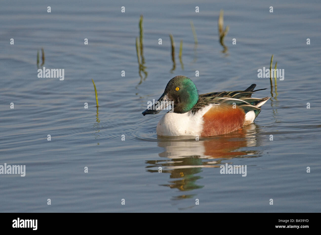 Drake shoveler hi-res stock photography and images - Alamy