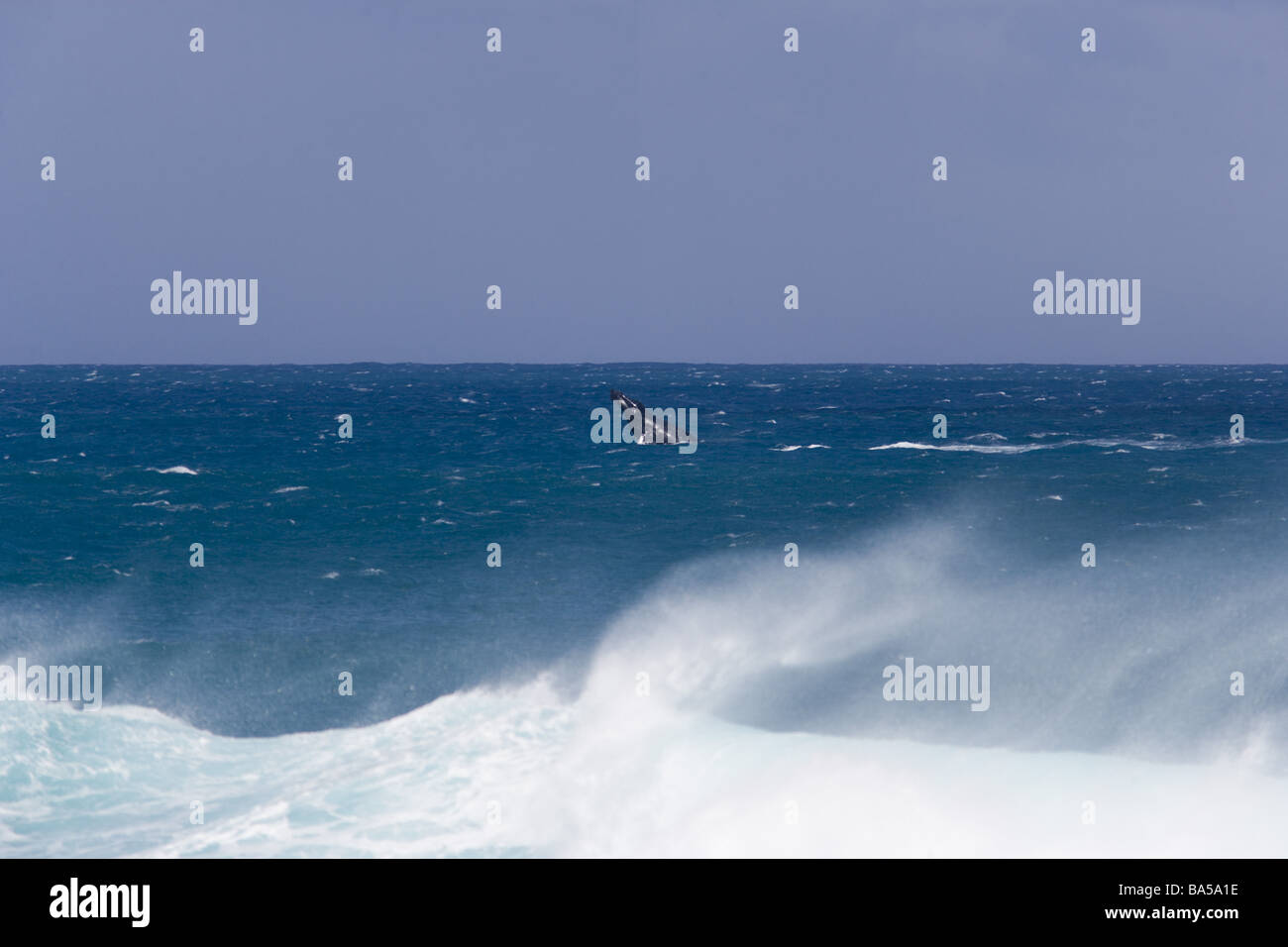 Surf at Hookipa Beach, Paia, Maui Hawaii Stock Photo - Alamy