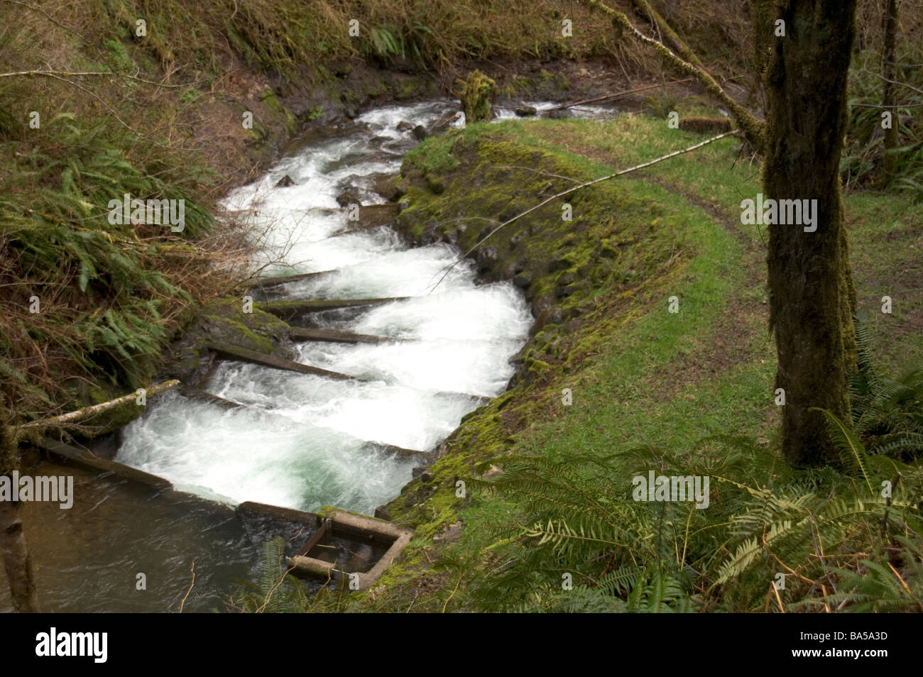 Fish ladder hi-res stock photography and images - Alamy