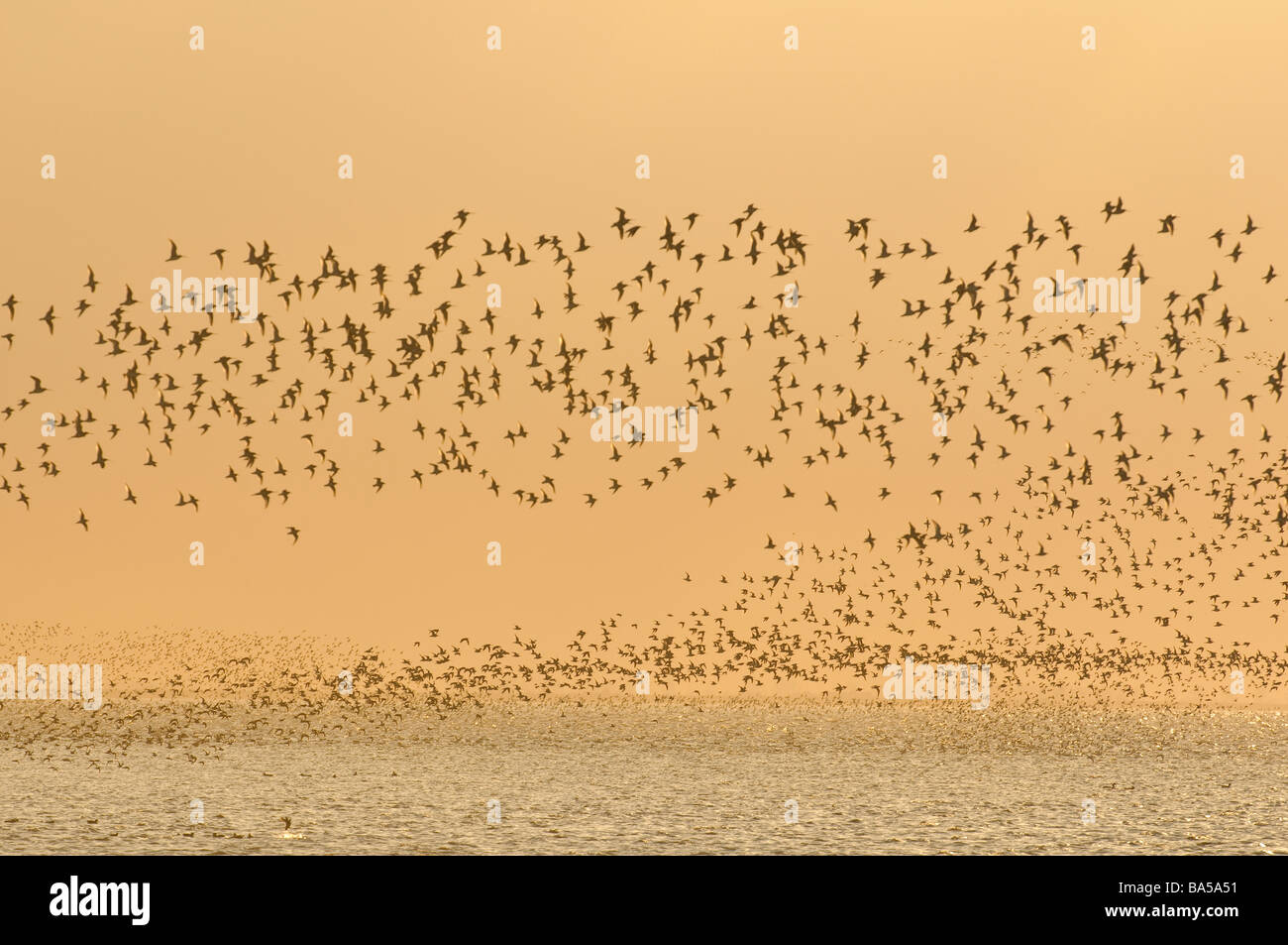 Flock of red knot Calidris canutus in flight at high water on the Wash ...