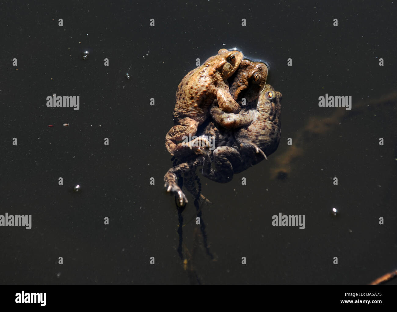 Toads mating and spawning in Shropshire England Uk Stock Photo - Alamy