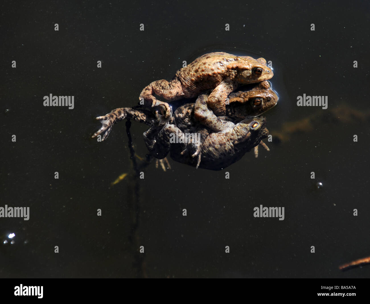 Toad spawn not frog hi-res stock photography and images - Alamy