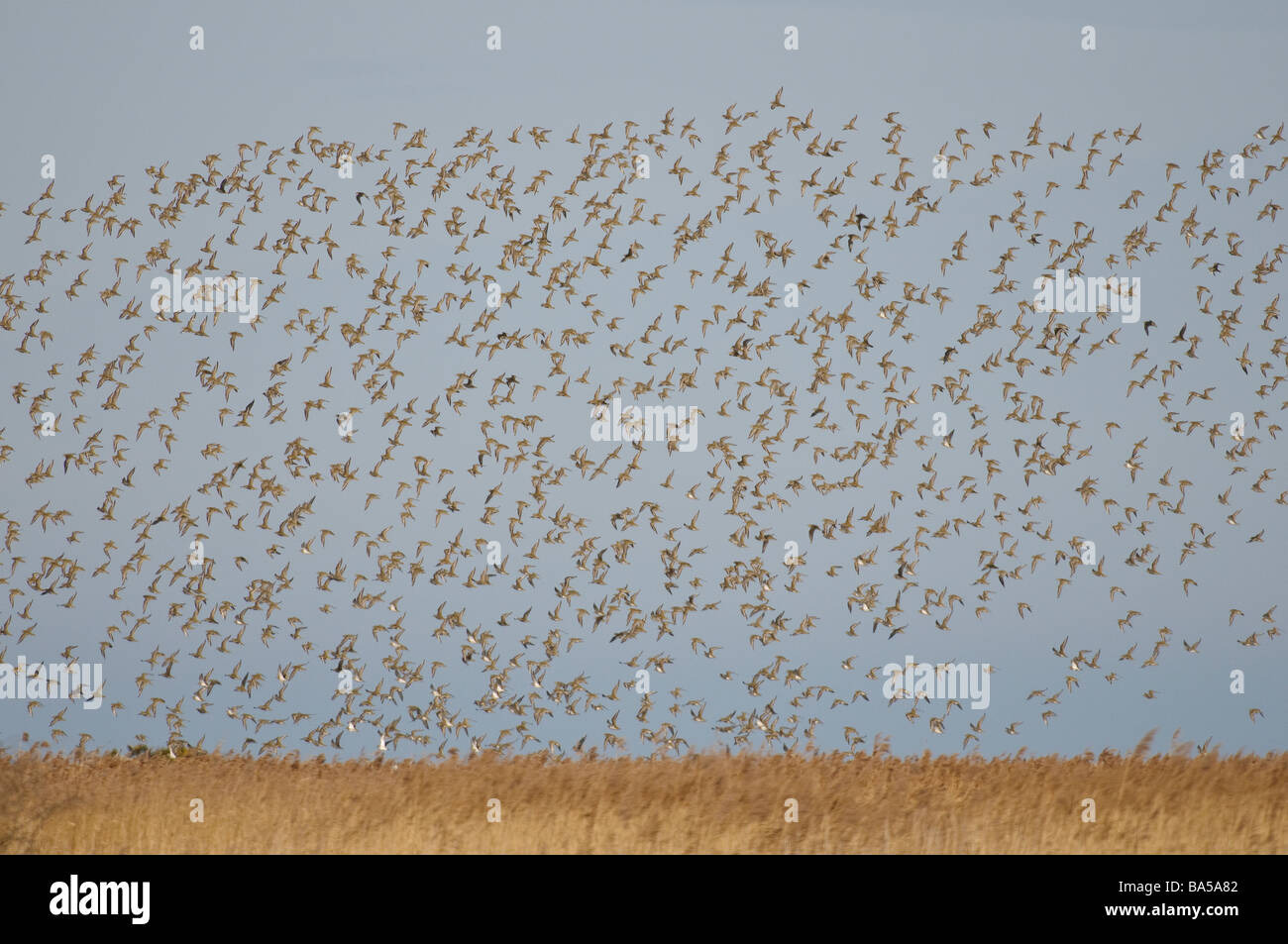 Flock of golden plover Pluvialis apricaria in flight at Cley Marshes ...