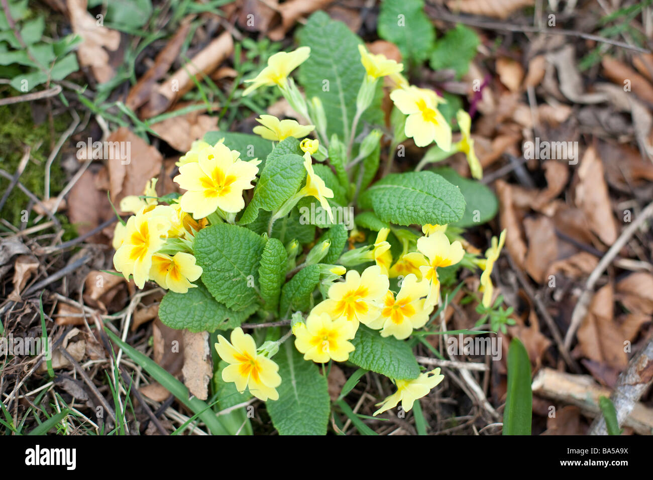 Woodland primrose hi-res stock photography and images - Alamy