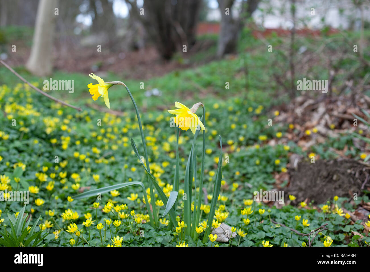 Daffodils in the Woods Stock Photo - Alamy
