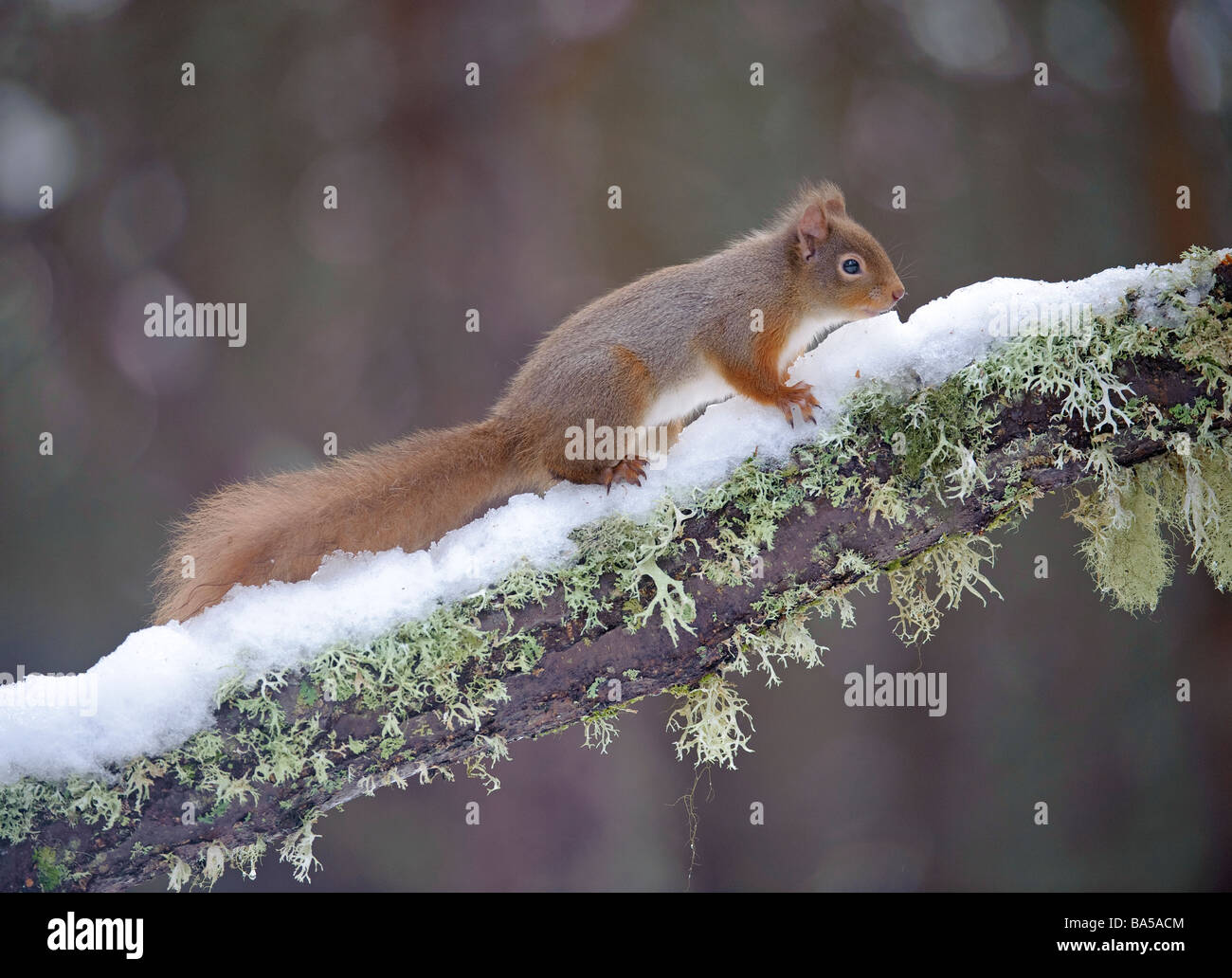 Red squirrel snow scotland hi-res stock photography and images - Alamy