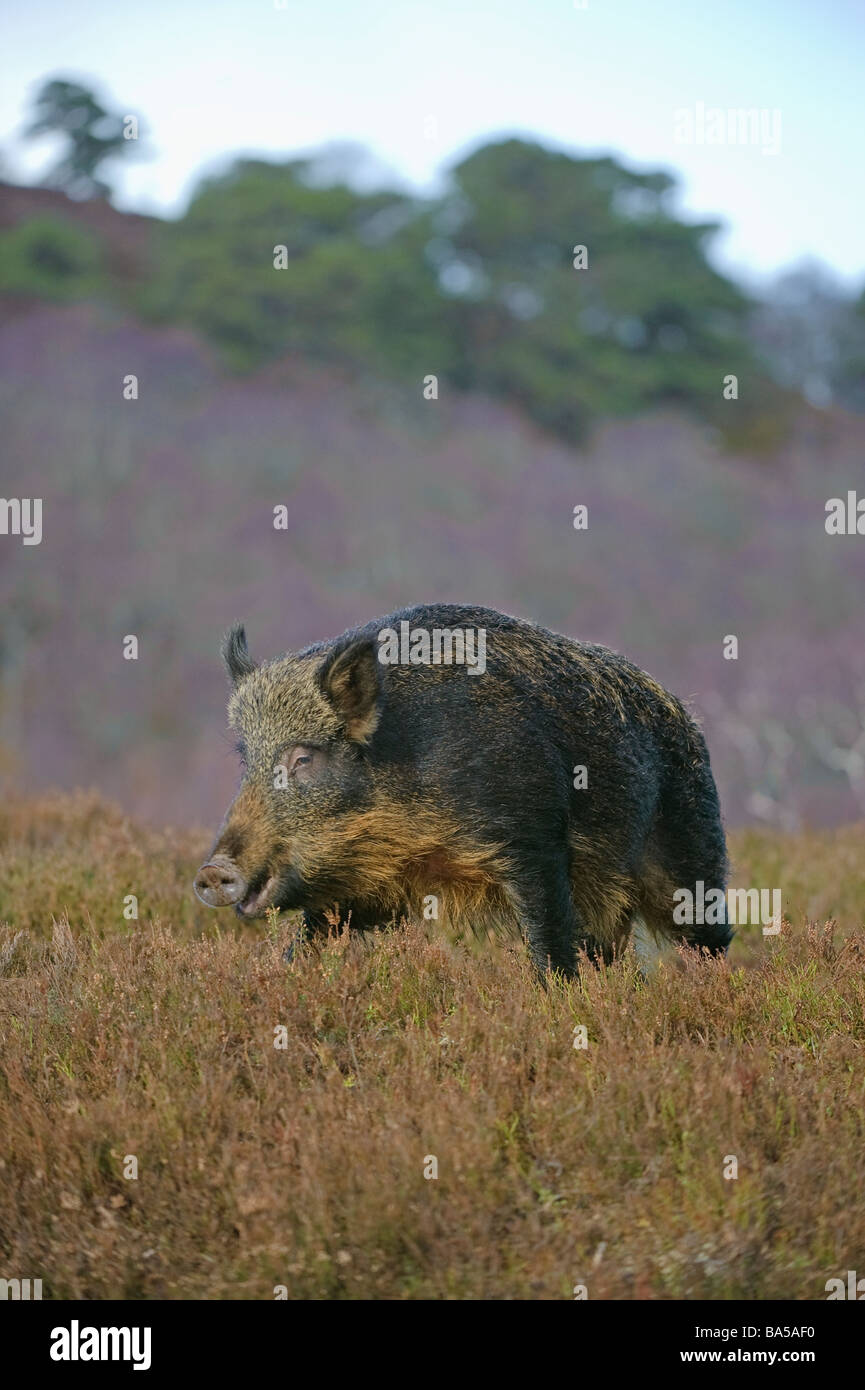 Wild boar Sus scrofa at Alladale estate in Sutherland Scotland February ...