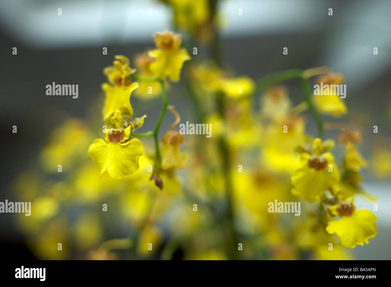 Yellow turtle Orchid with out of focus background Stock Photo - Alamy