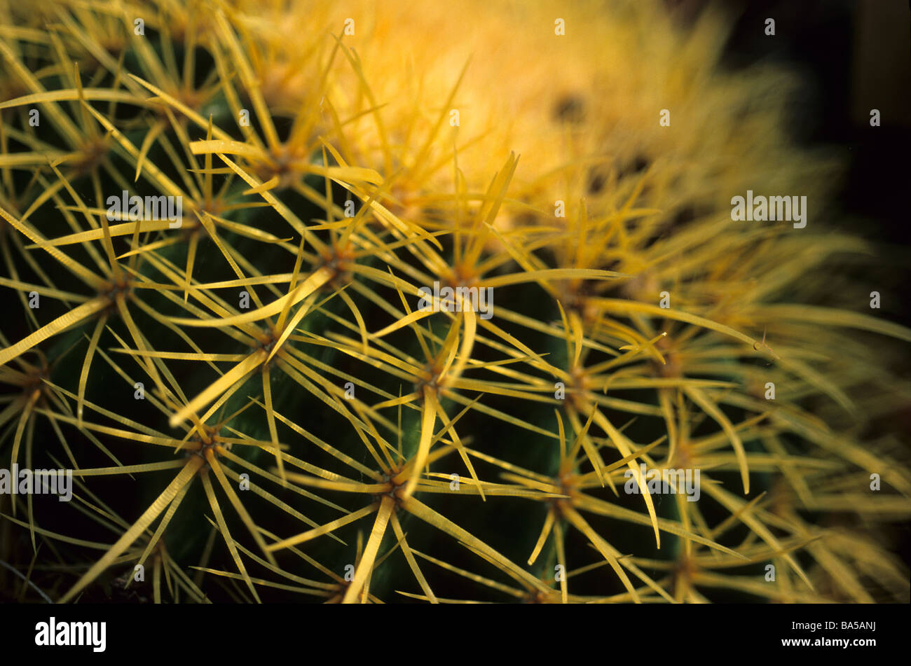Beehive Cactus Coryphantha andreae Stock Photo - Alamy