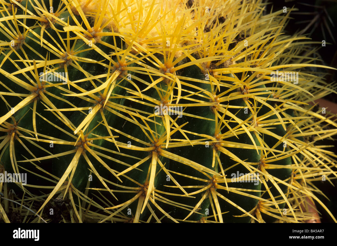 Beehive cactus hi-res stock photography and images - Alamy