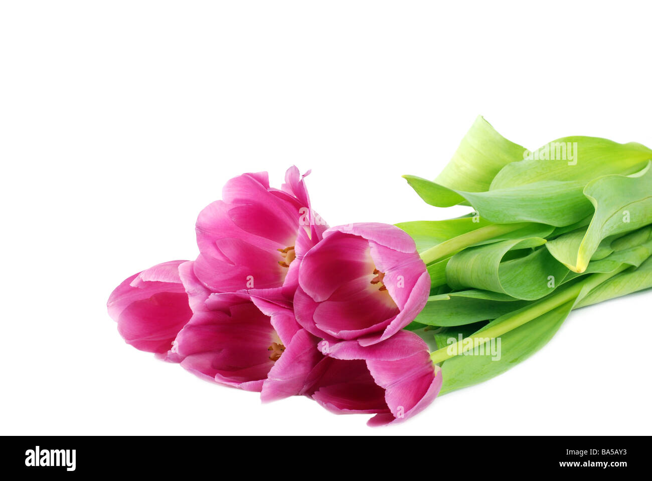 Bouquet spring pink tulips Cut Out Stock Images & Pictures - Alamy