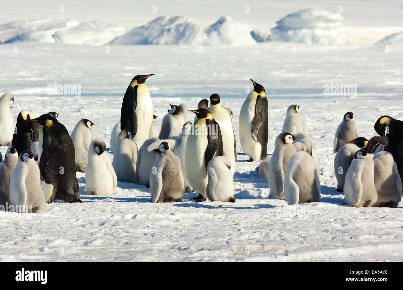 Emperor penguins group huddle hi-res stock photography and images - Alamy