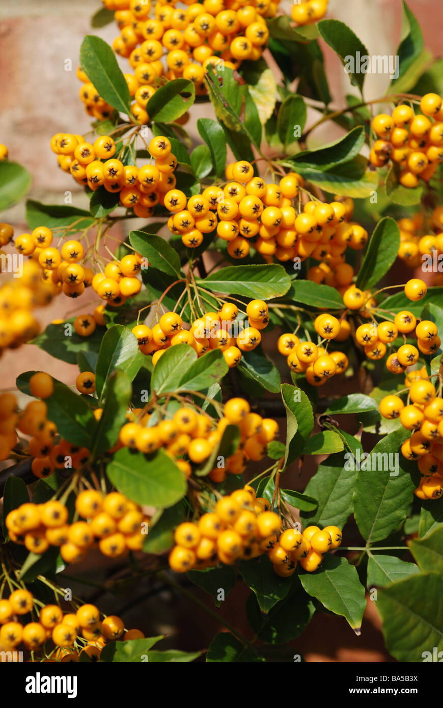 ORANGE BERRY PYRACANTHA GROWING ON WALL IN GARDEN Stock Photo - Alamy