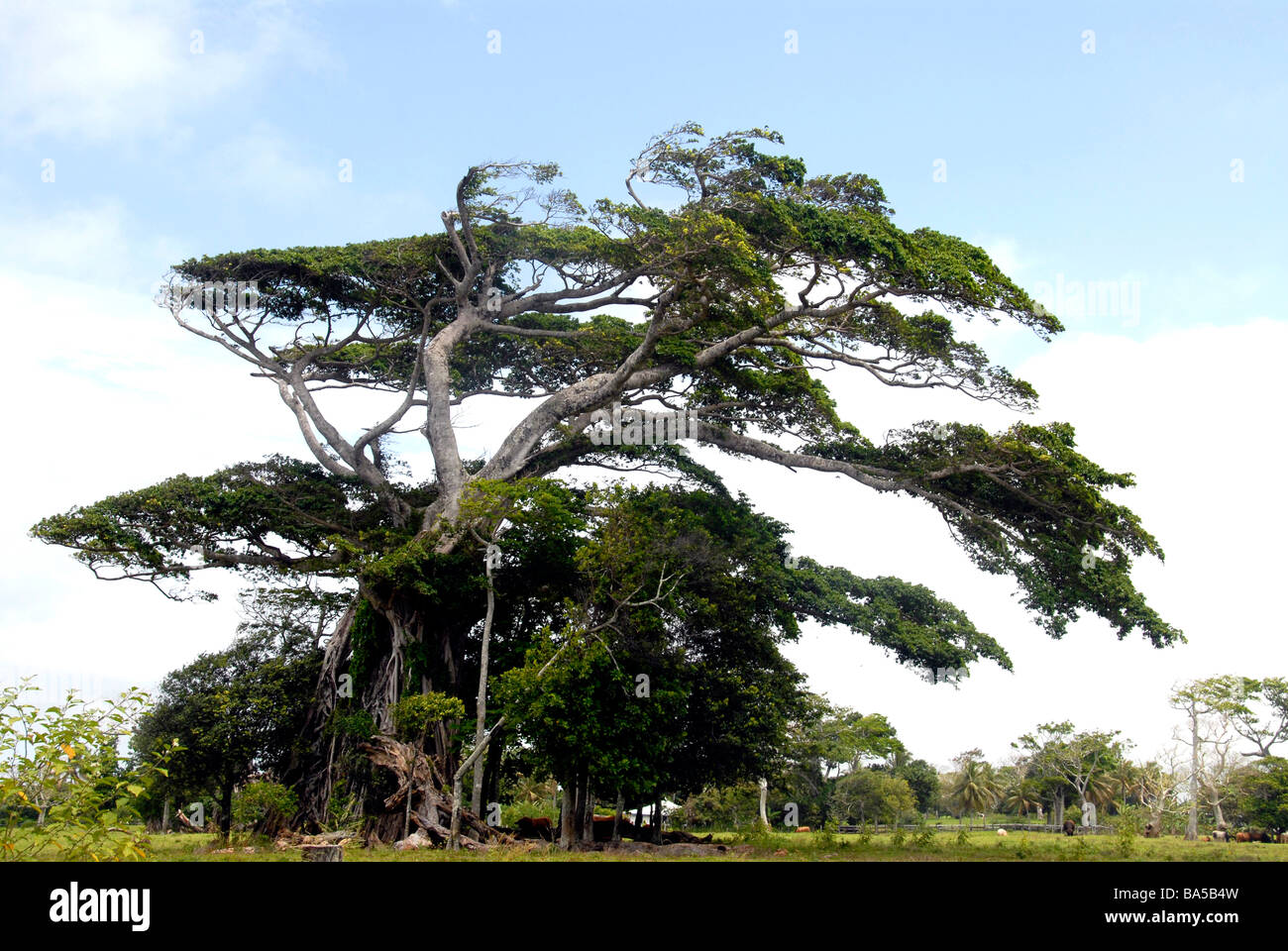 giant tree, Efate island, Vanuatu Stock Photo - Alamy