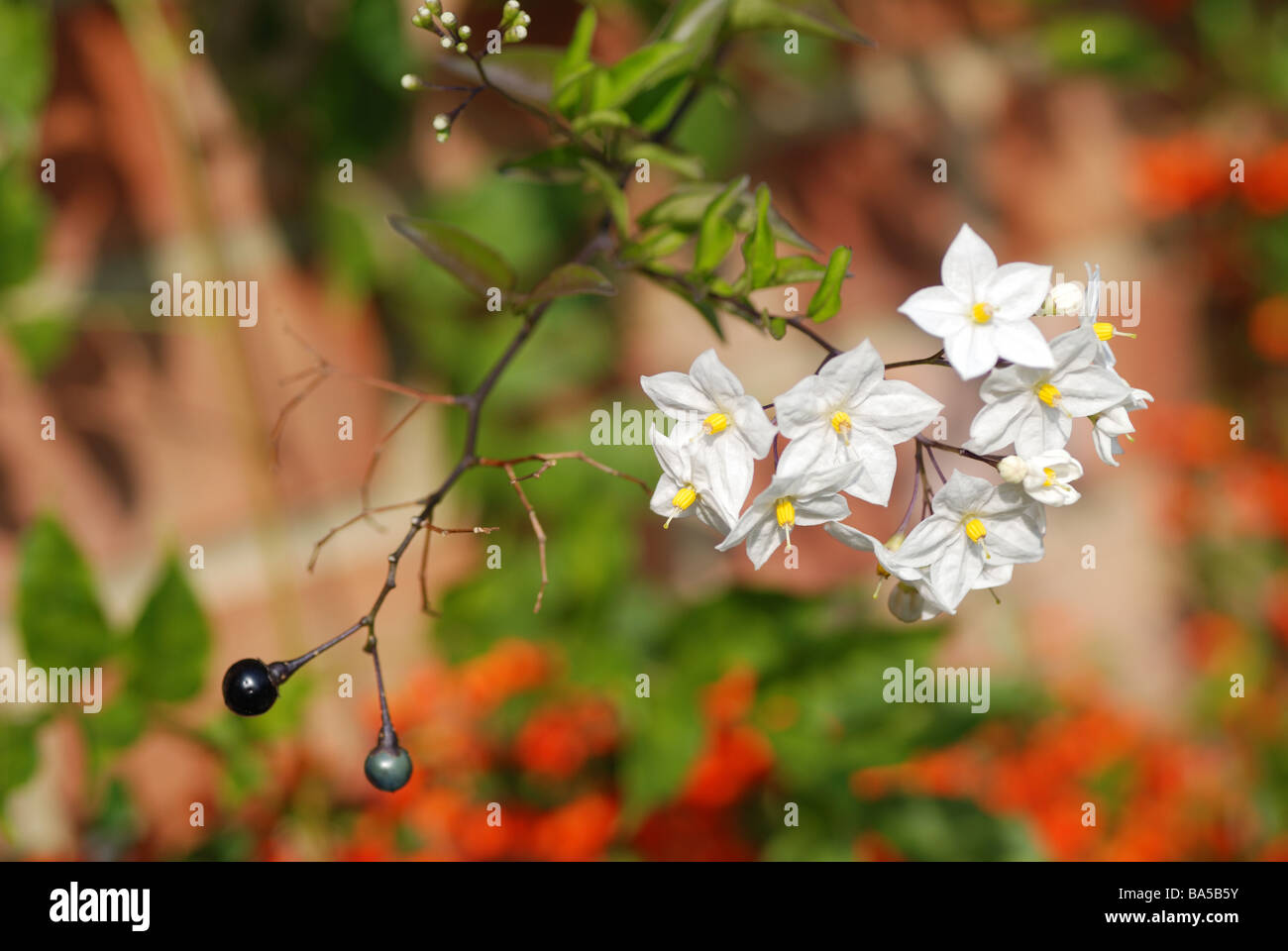 White potato shrub hi-res stock photography and images - Alamy