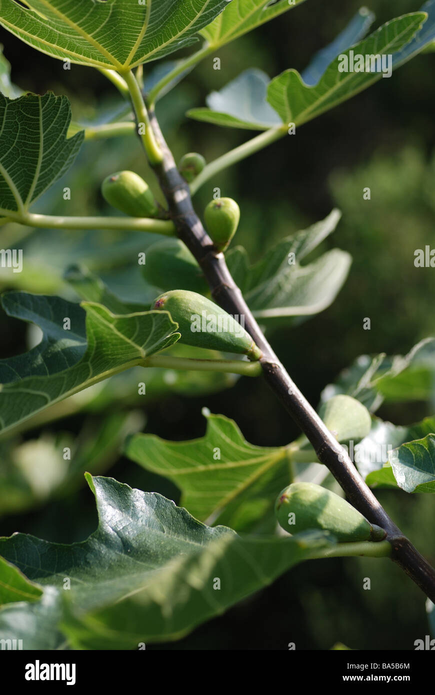 Fig tree hi-res stock photography and images - Alamy