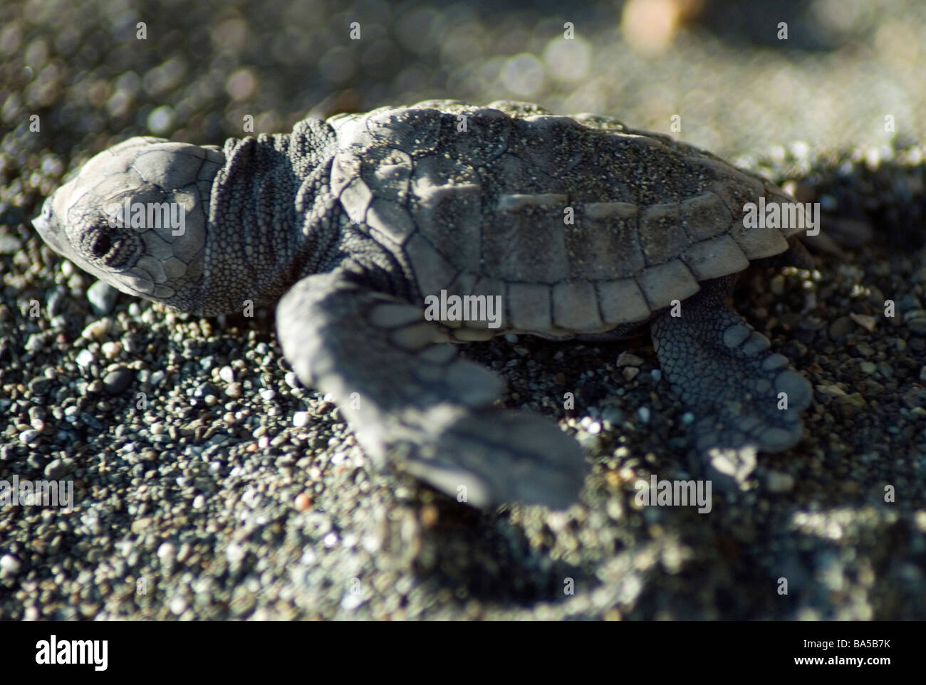 Hatchling hi-res stock photography and images - Alamy