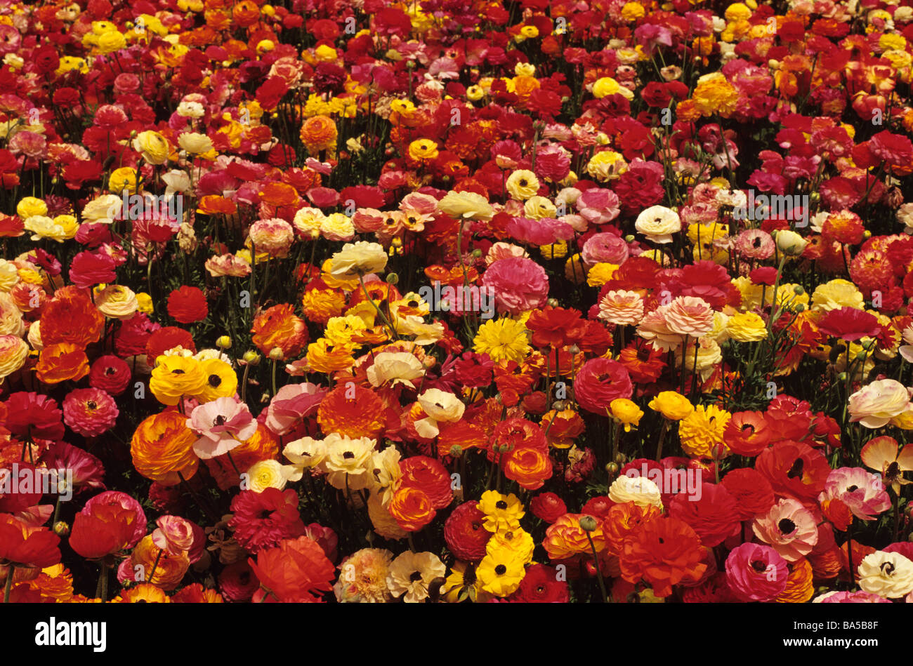 Field of giant Ranunculus flowers multi colored famous attraction in ...