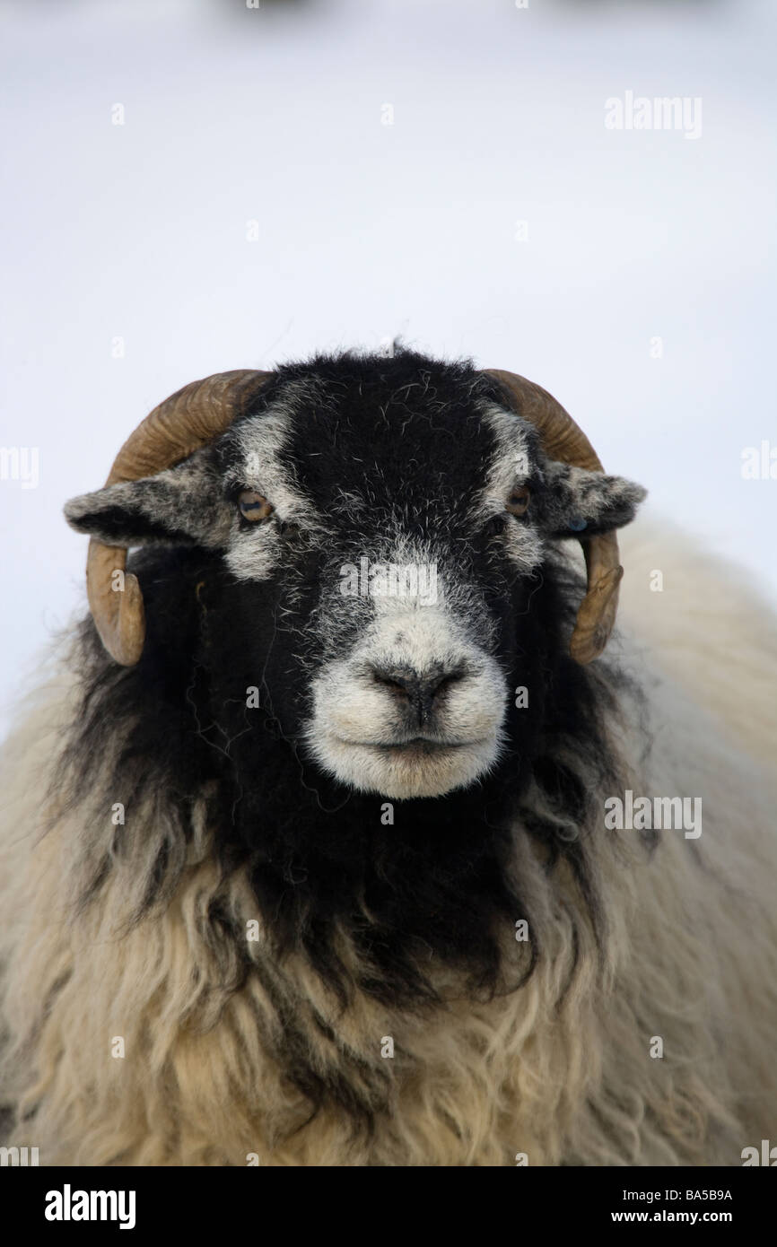 Swaledale sheep in Swaledale North Yorkshire England UK Stock Photo - Alamy