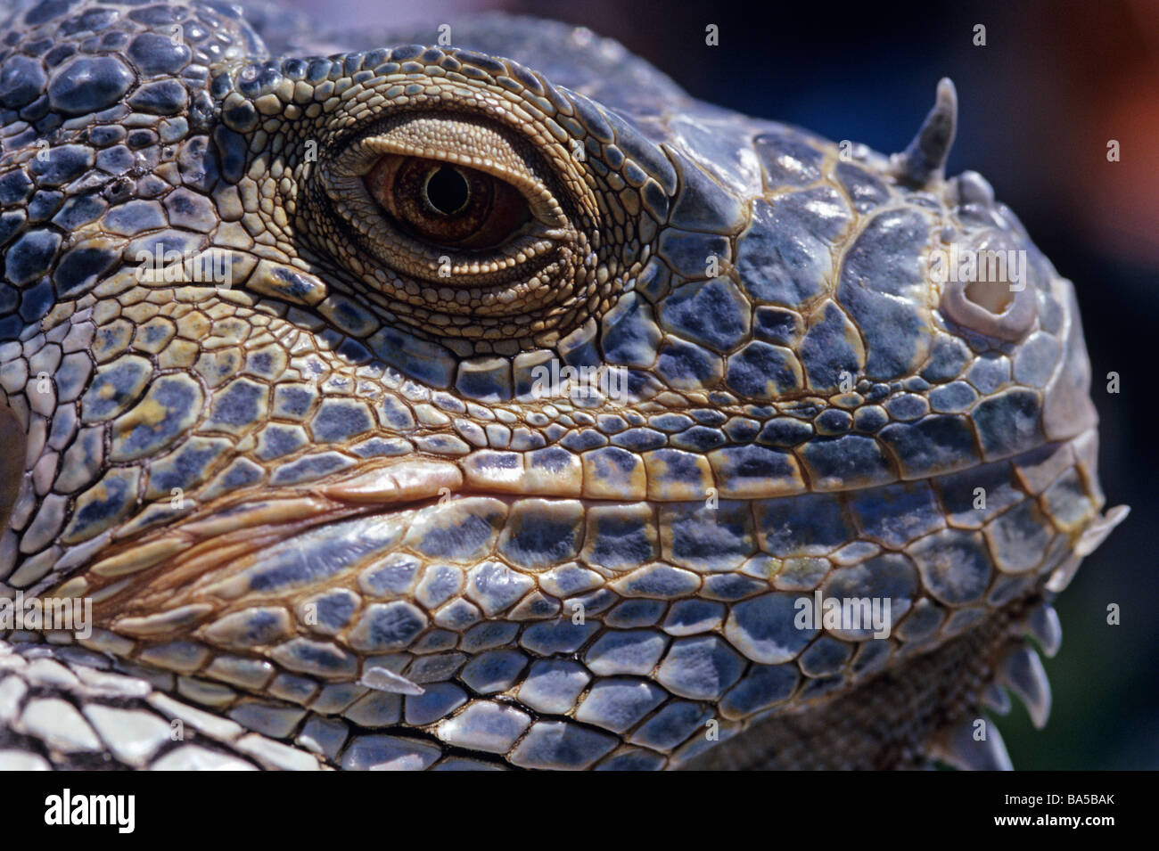 Reptile Scales Close Up