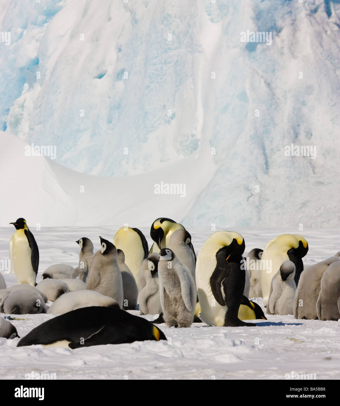 Cute penguin family hi-res stock photography and images - Alamy