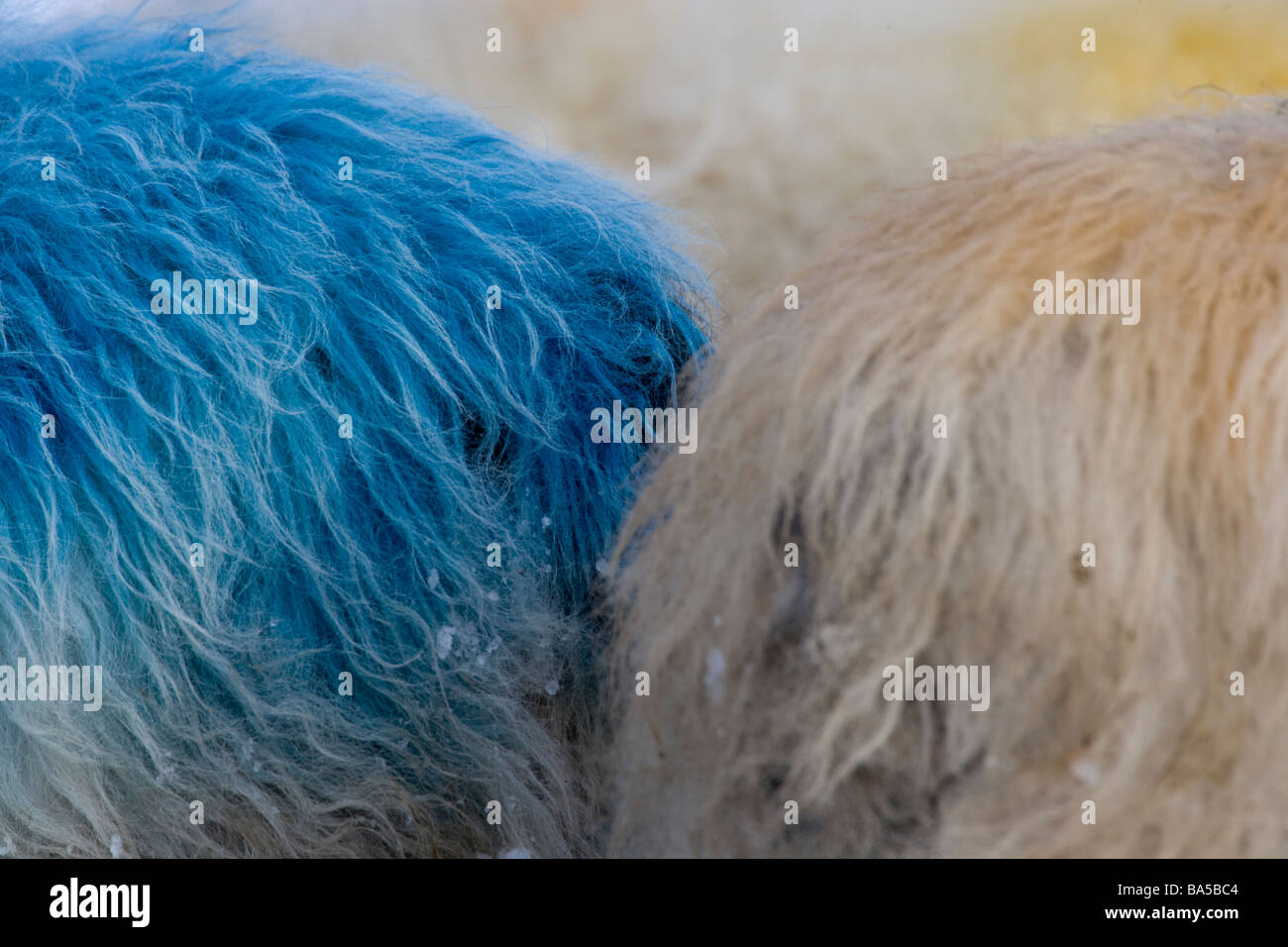 Tupping sheep hi-res stock photography and images - Alamy