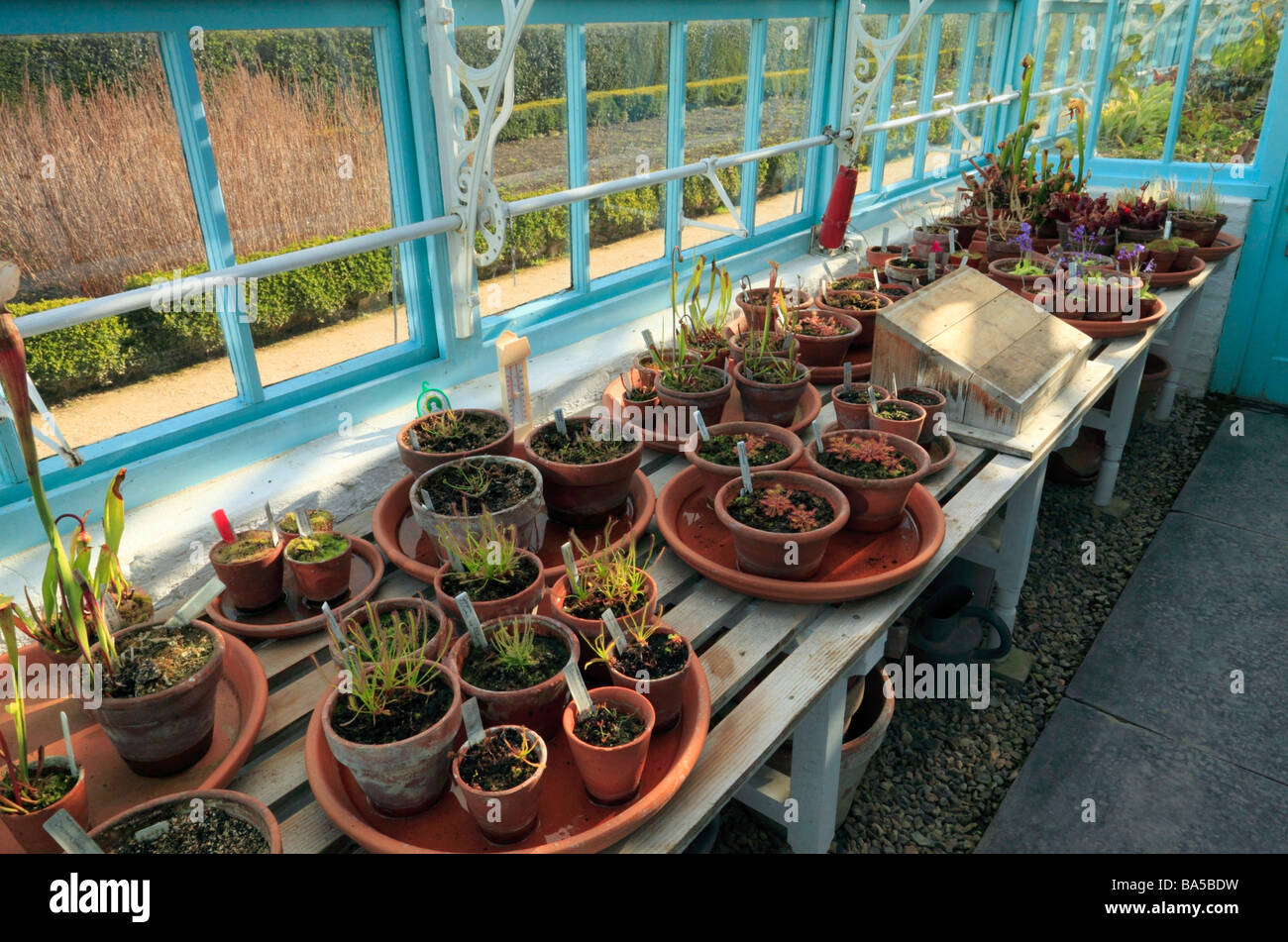 Inside the greenhouse in the grounds of Down house former home of ...