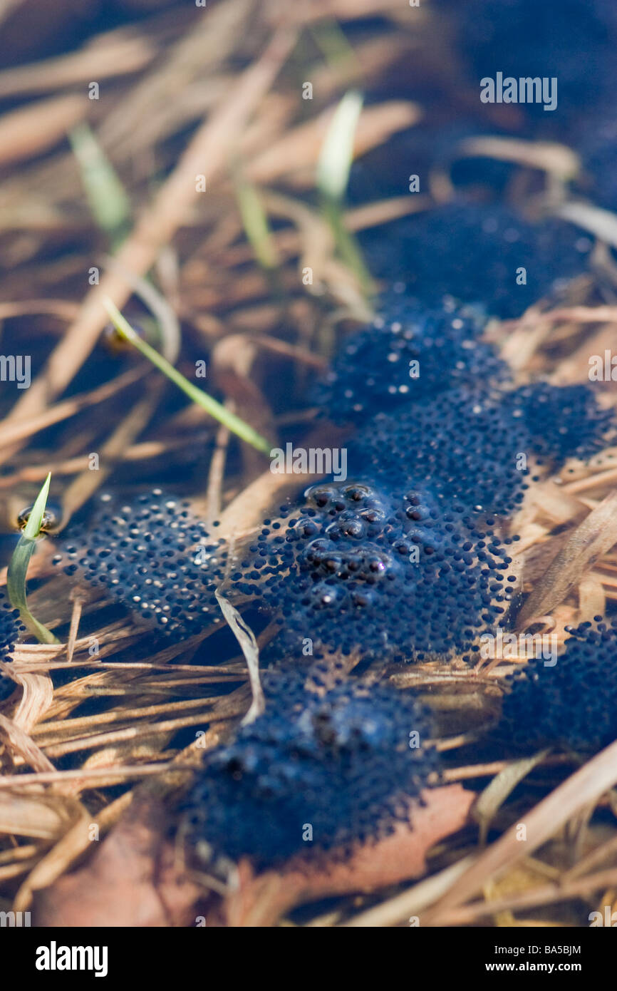 Frog eggs in water hi-res stock photography and images - Alamy