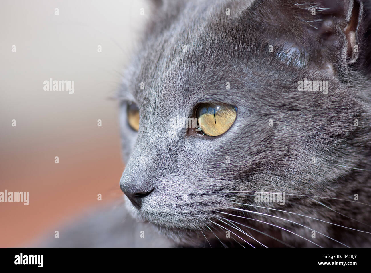 Observant cat hi-res stock photography and images - Alamy