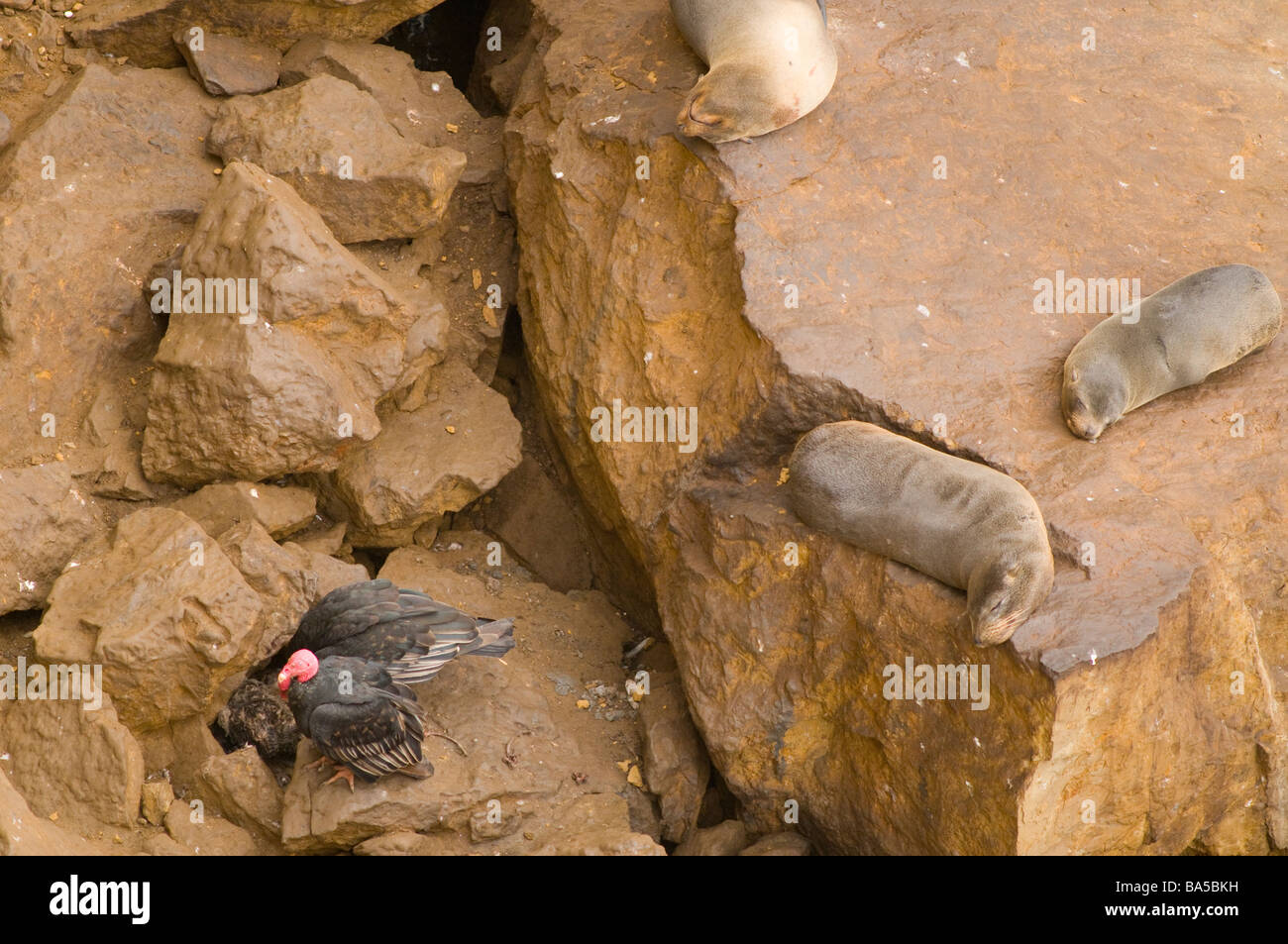 Vultures eating hi-res stock photography and images - Alamy