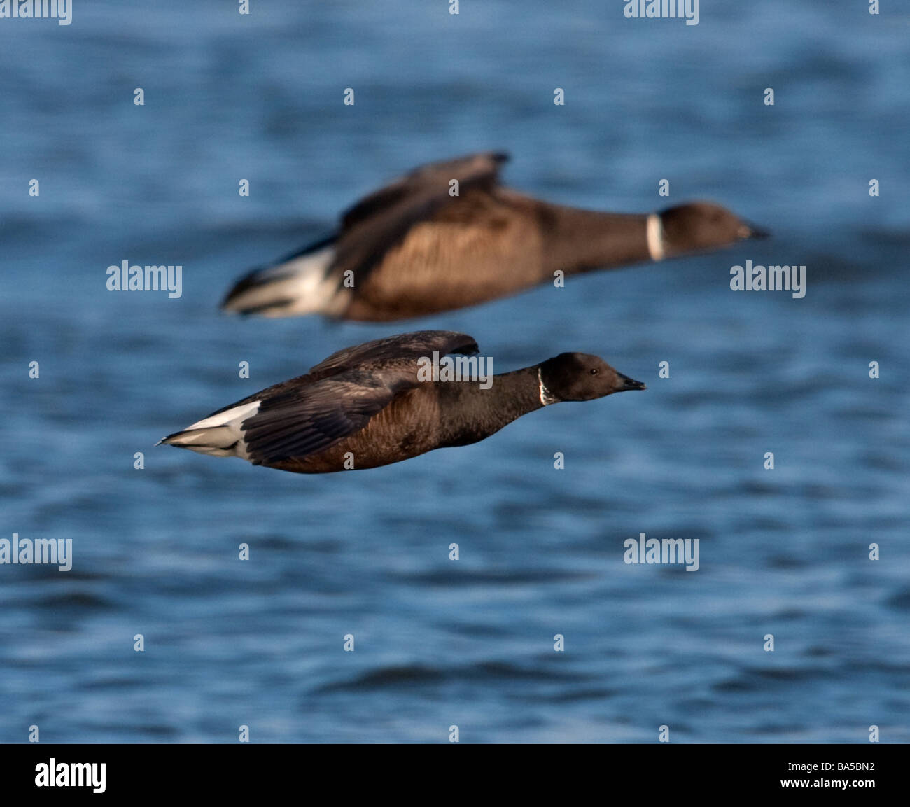 Brant Geese Bernicla In Flight High Resolution Stock Photography and ...