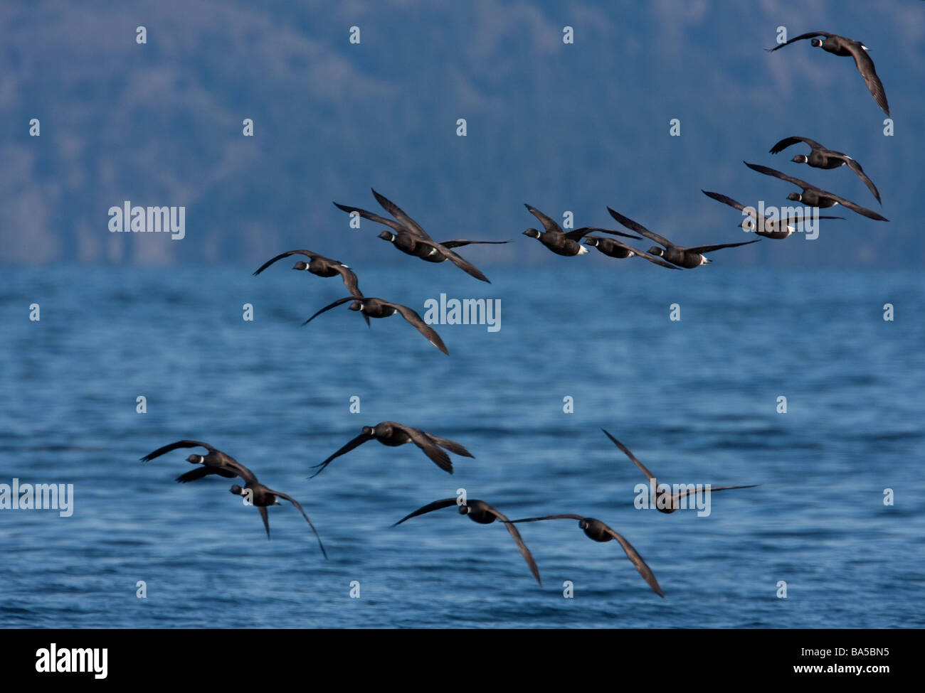 Brant Geese Branta bernicla - a flock in flight over Parksville Bay ...