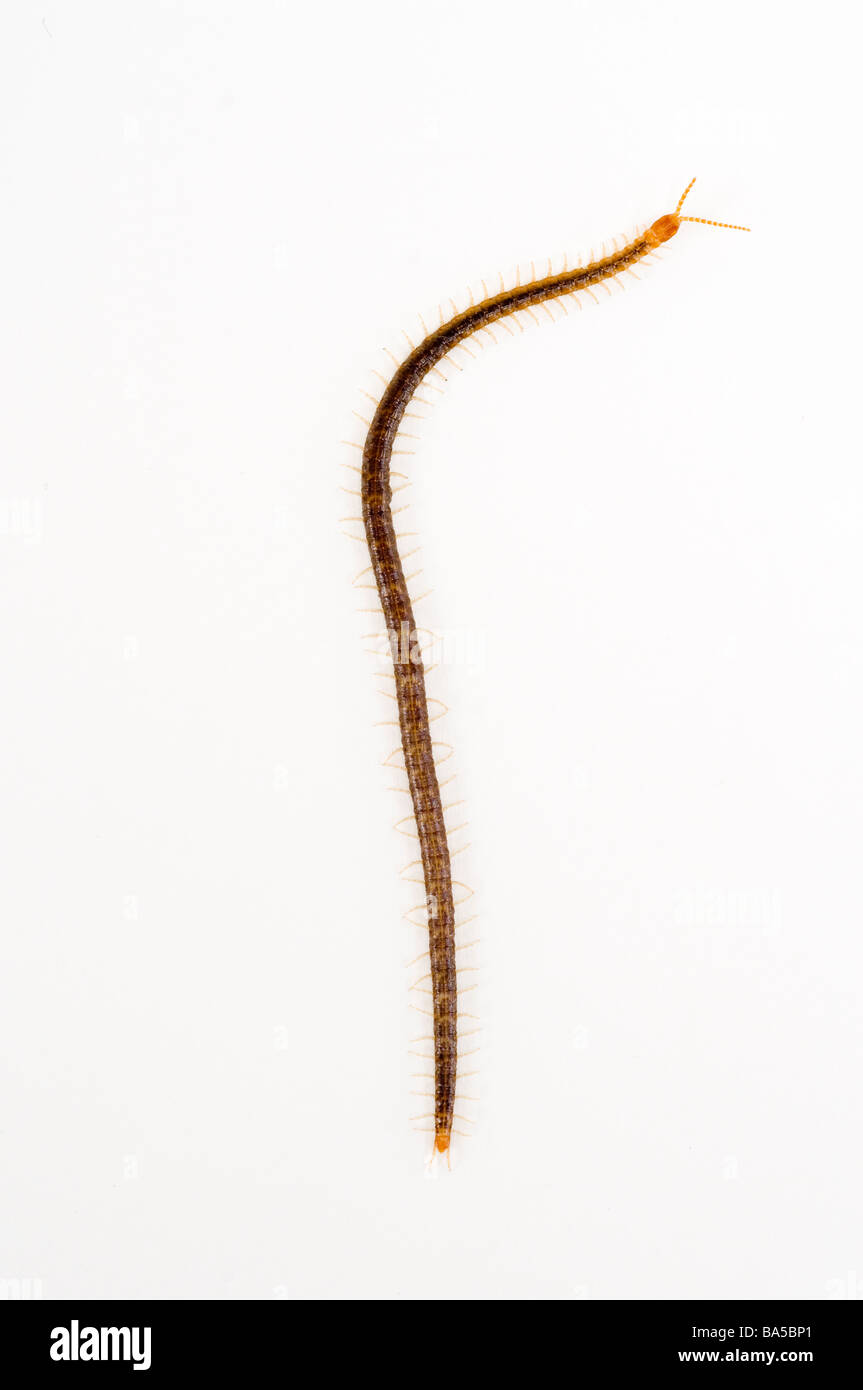 Snake or Garden Centipede Geophilus Stock Photo - Alamy