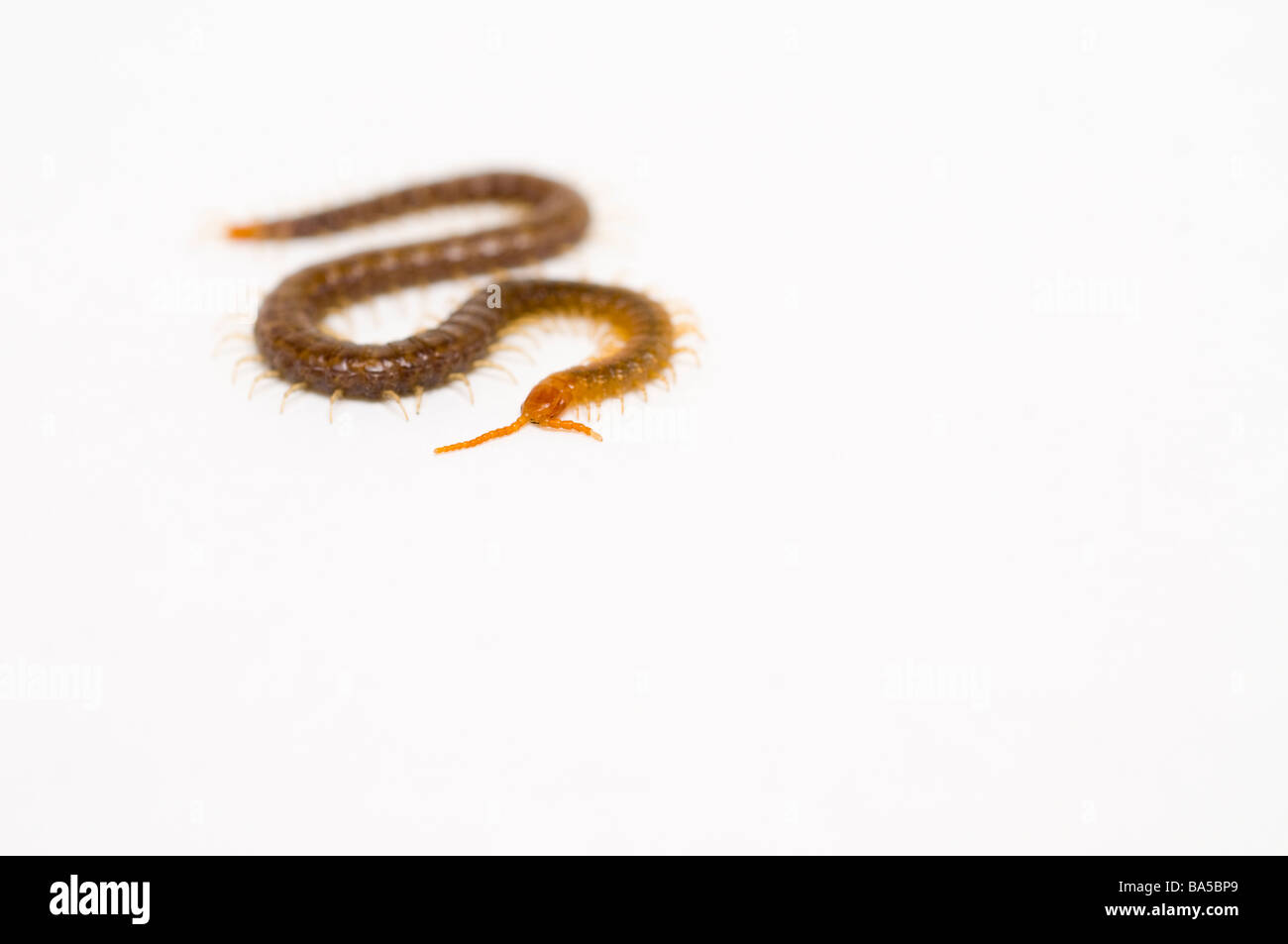Garden centipede hi-res stock photography and images - Alamy
