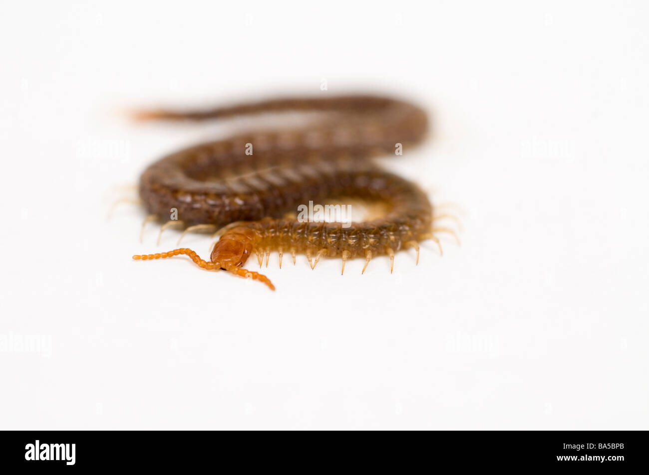 Centipede hi-res stock photography and images - Alamy