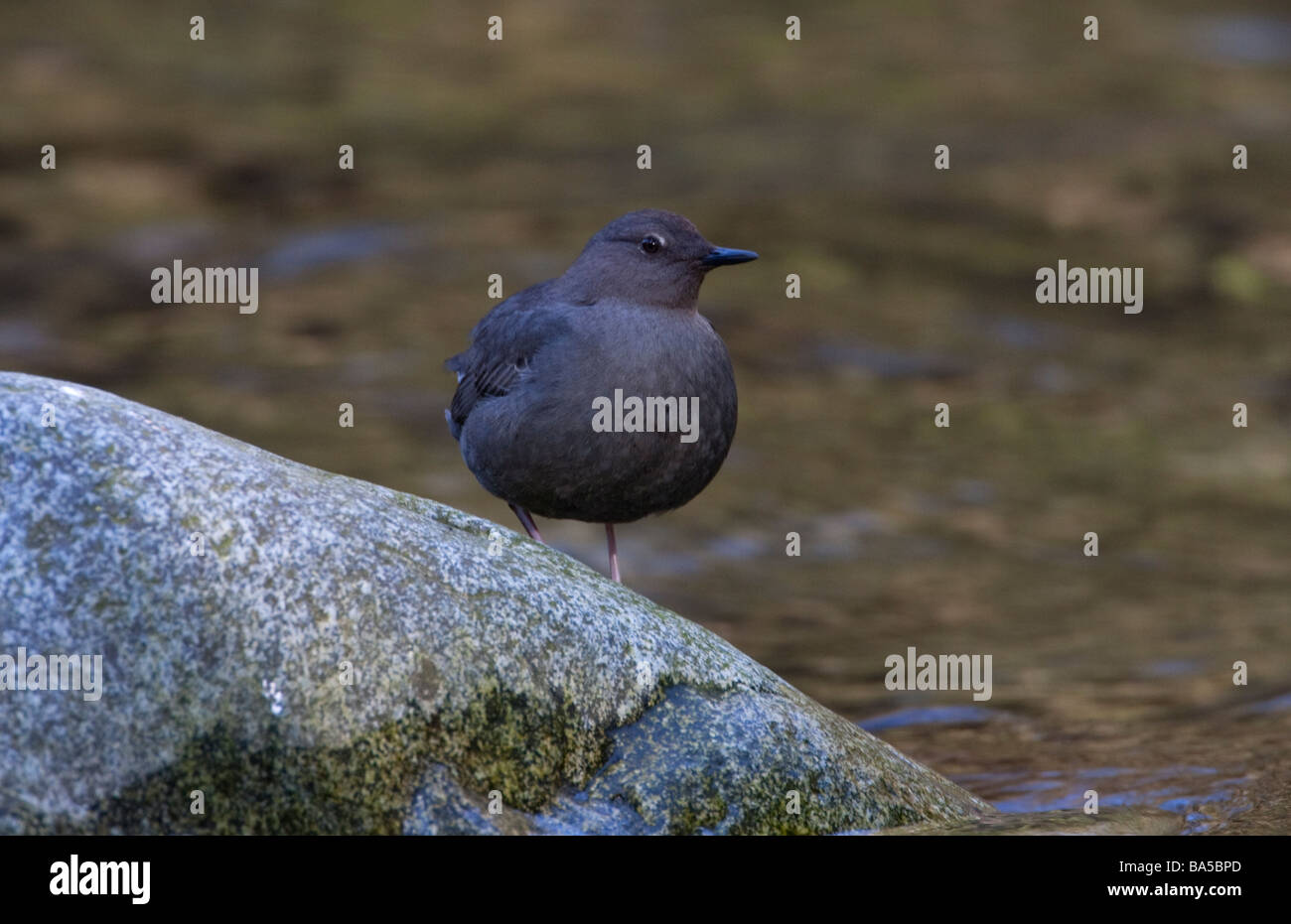 American dipper underwater hi-res stock photography and images - Alamy