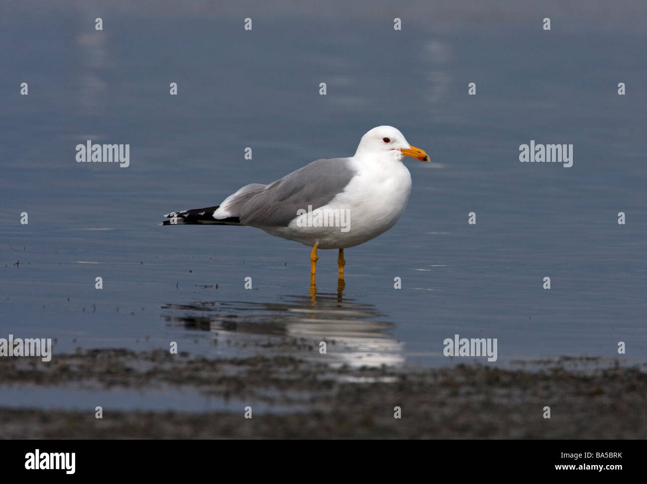 California gull larus californicus standing hi-res stock photography ...
