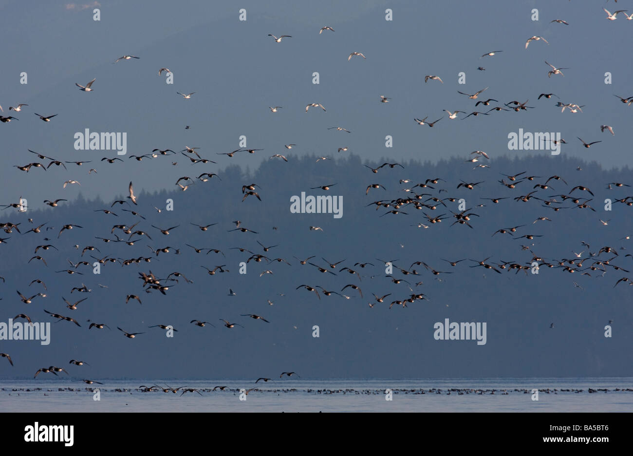 Brant geese bernicla in flight hi-res stock photography and images - Alamy
