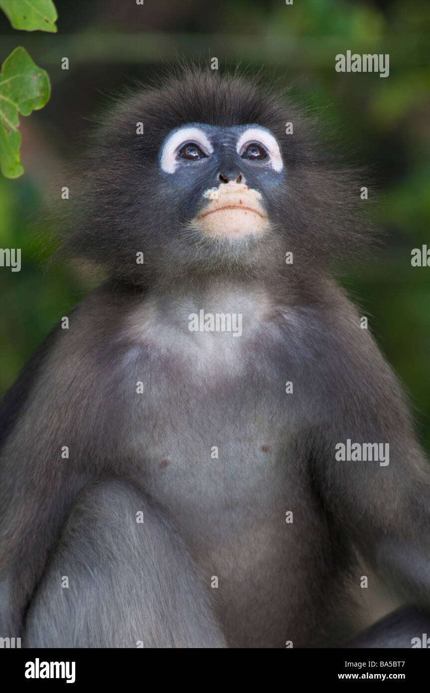 Spectacled Leaf Monkey Stock Photos & Spectacled Leaf Monkey Stock ...