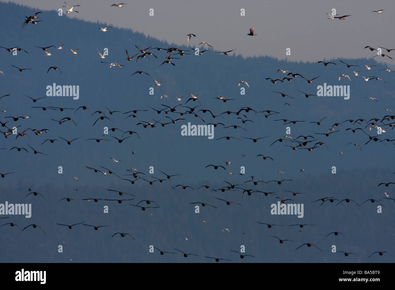 Brant Geese Branta bernicla and gulls in flight over Parksville Bay ...