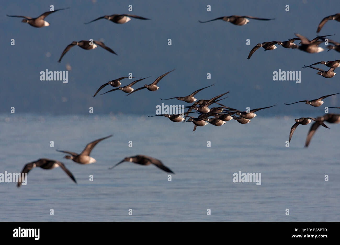 Brant Geese Branta bernicla - a flock in flight over Parksville Bay ...