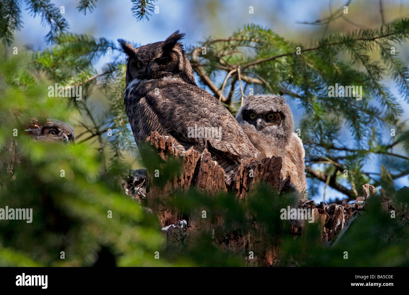 Great Horned Owl & Owlets Bubo virginianus, perched on nest on dead ...