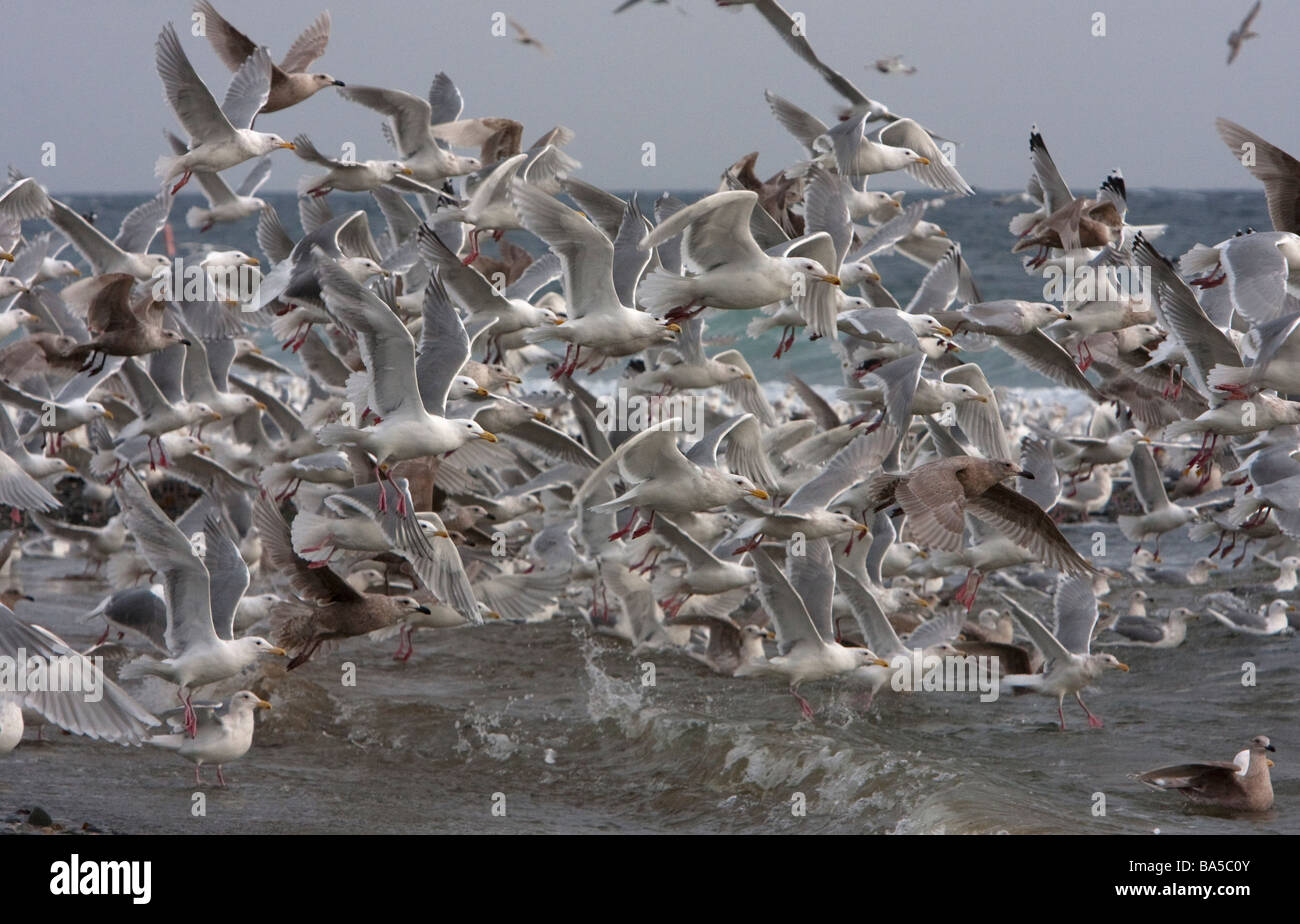 A dense flock of various gull species in flight and feeding off the ...