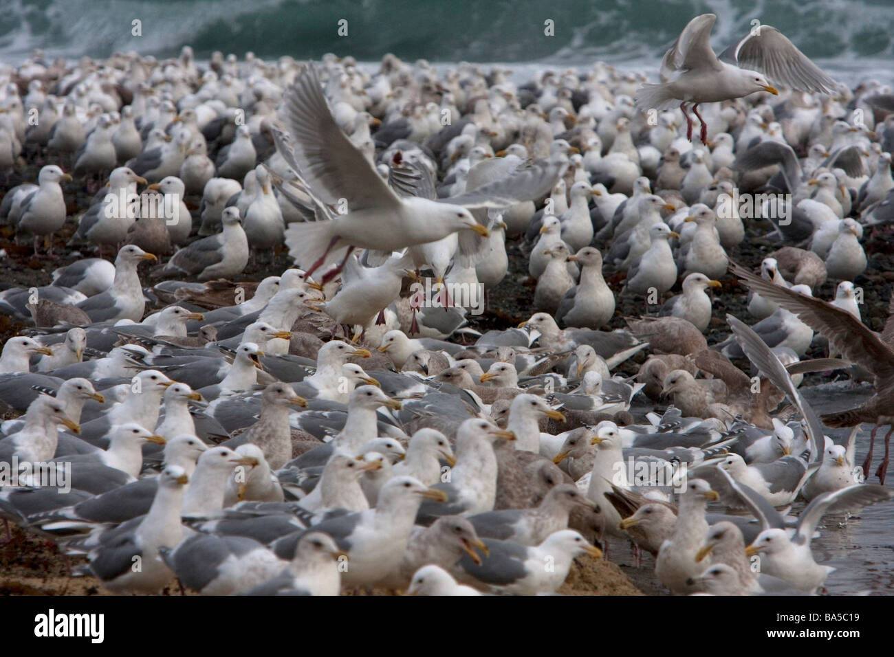 A dense flock of various gull species on the beach feeding off the ...