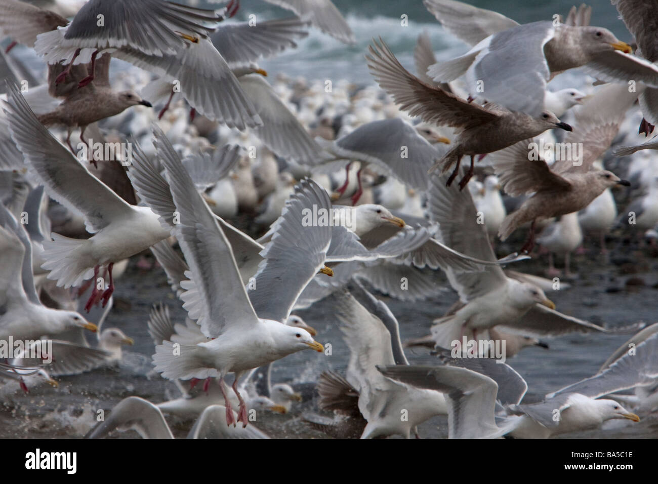 A dense flock of various gull species in flight and feeding off the ...
