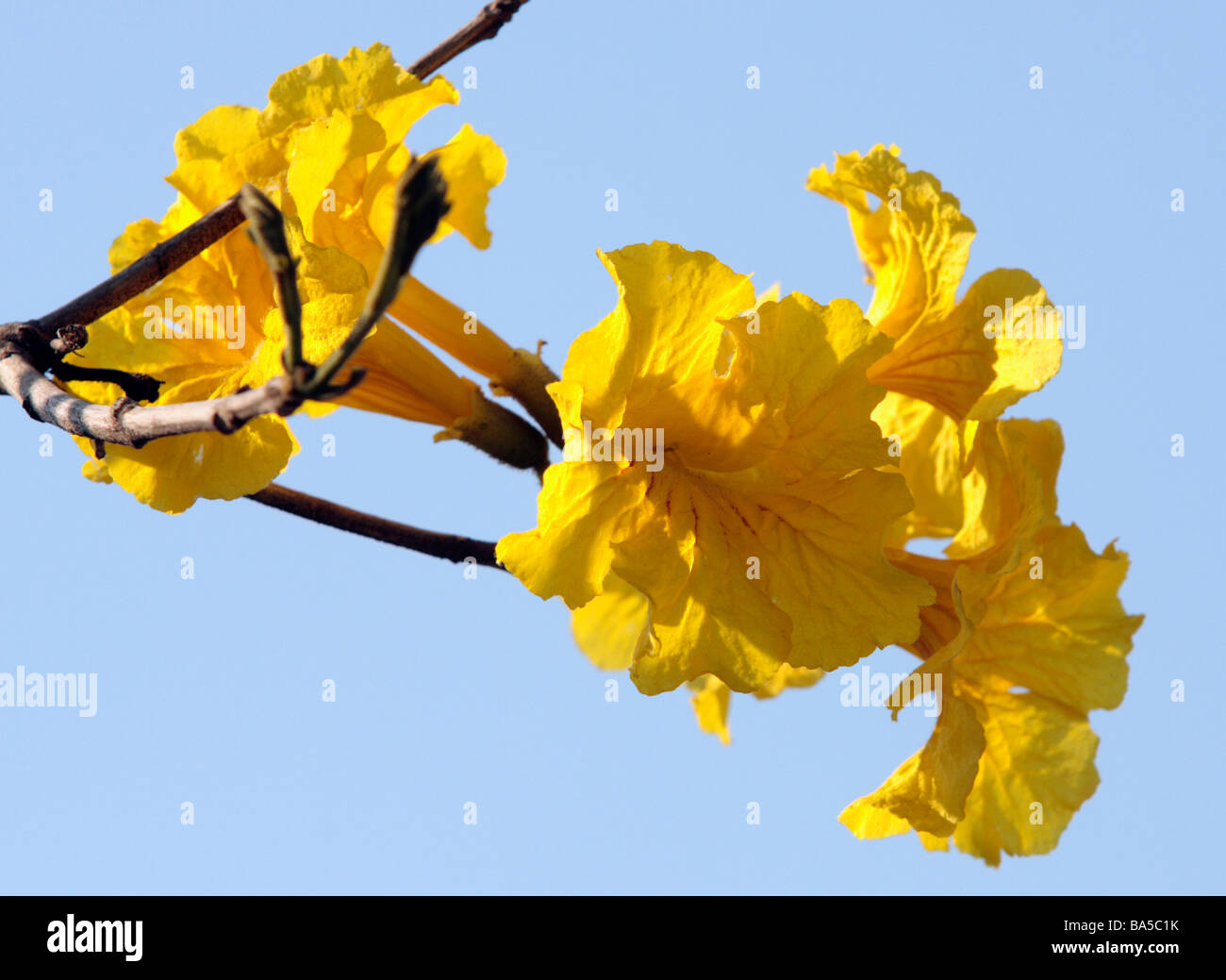 Tabebuia chrysantha flowers bloom in spring Taiwan Stock Photo - Alamy