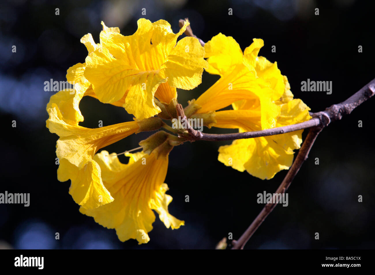 Tabebuia chrysantha flowers bloom in spring Taiwan Stock Photo - Alamy