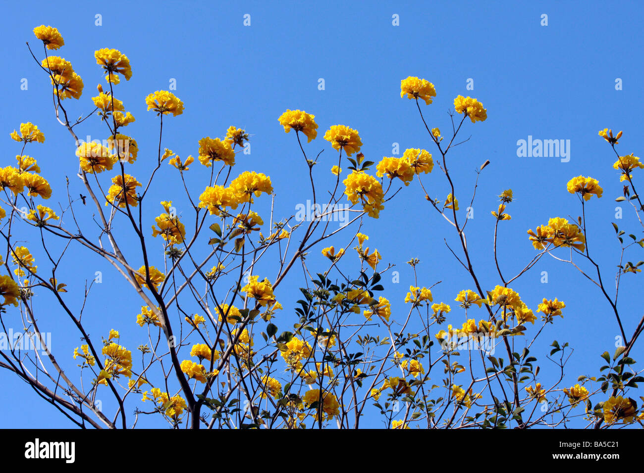 Tabebuia chrysantha flowers bloom in spring Taiwan Stock Photo - Alamy