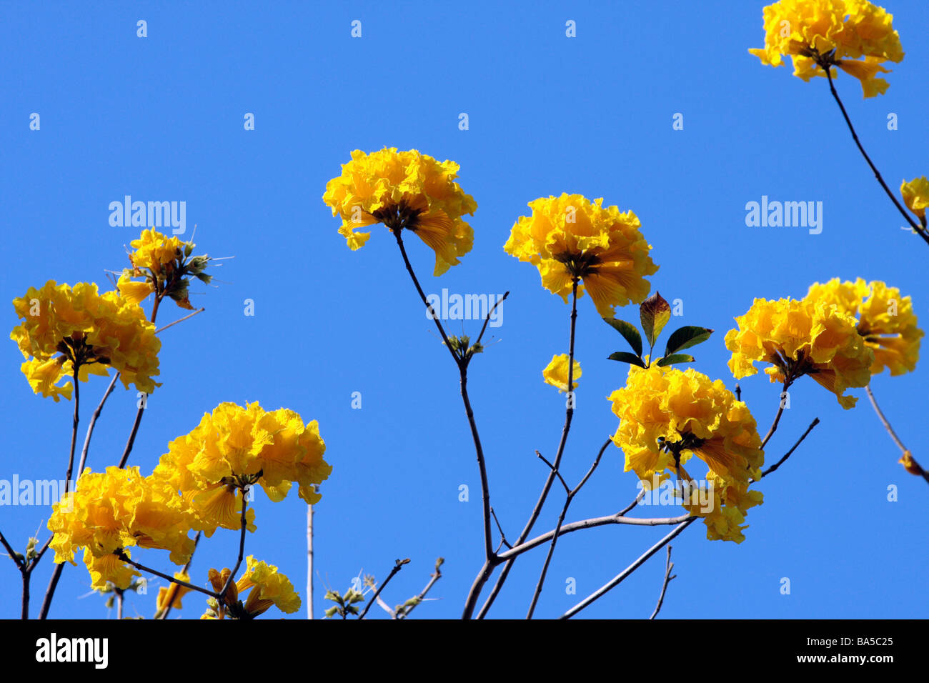 Tabebuia chrysantha flowers bloom in spring Taiwan Stock Photo - Alamy