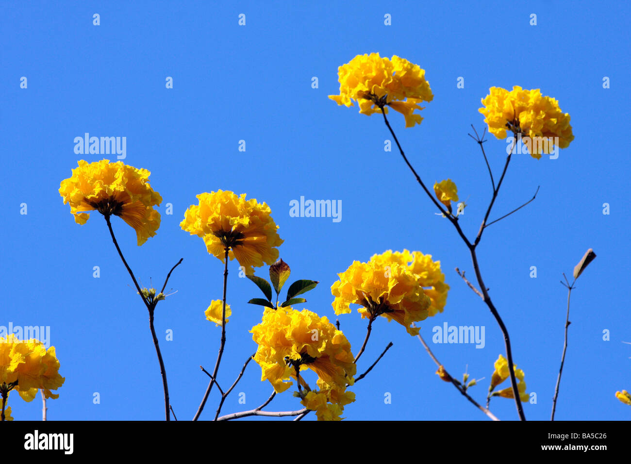 Tabebuia chrysantha flowers bloom in spring Taiwan Stock Photo - Alamy